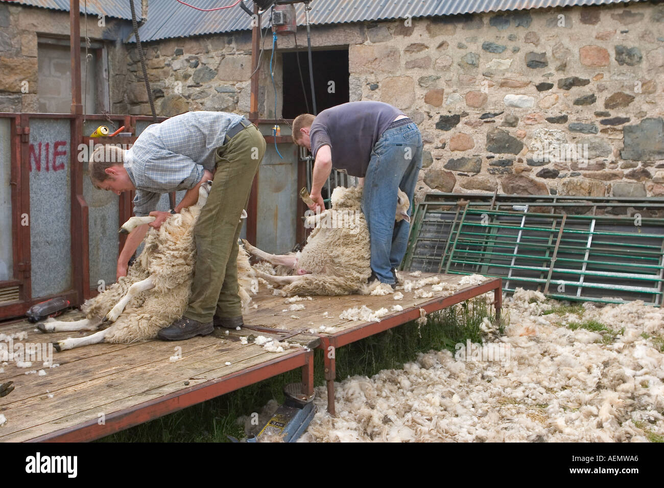 Farmer cutting wool hi-res stock photography and images - Alamy