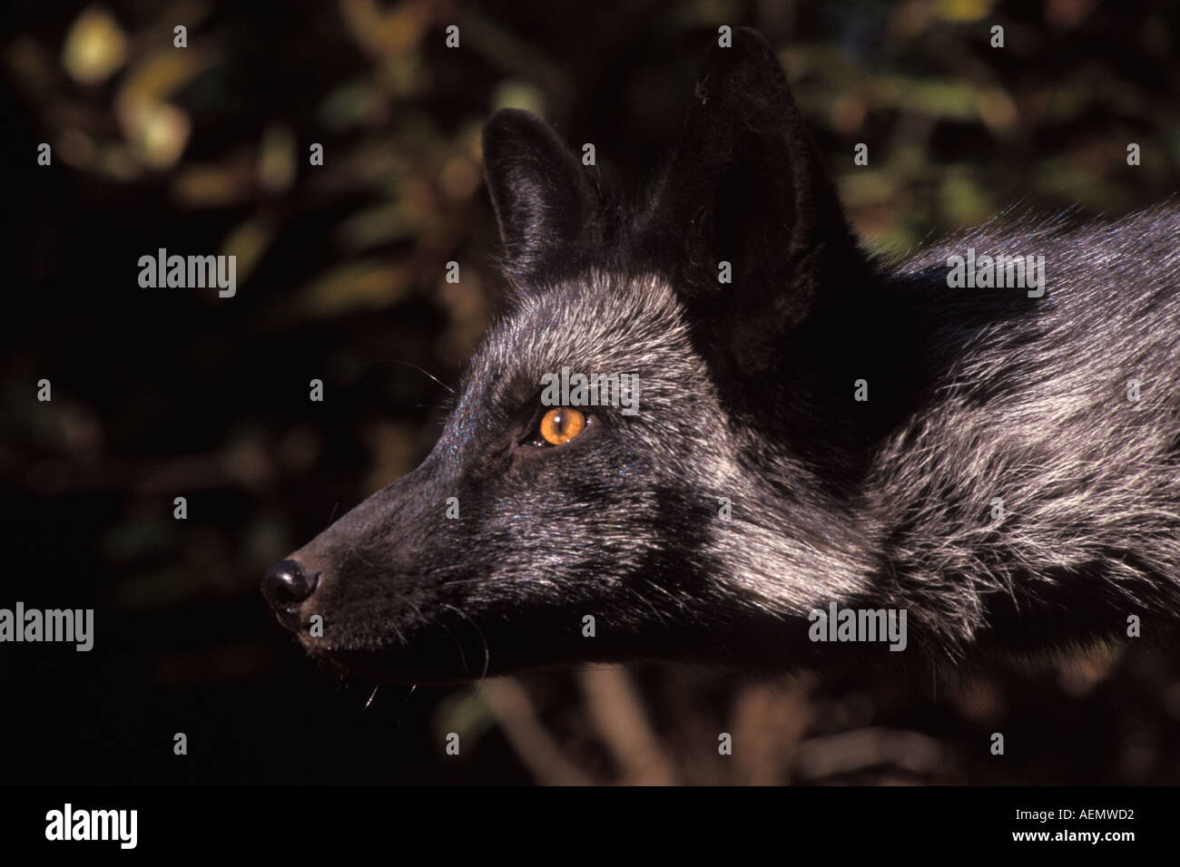 silver fox red fox morph Vulpes vulpes in the foothills of the ...