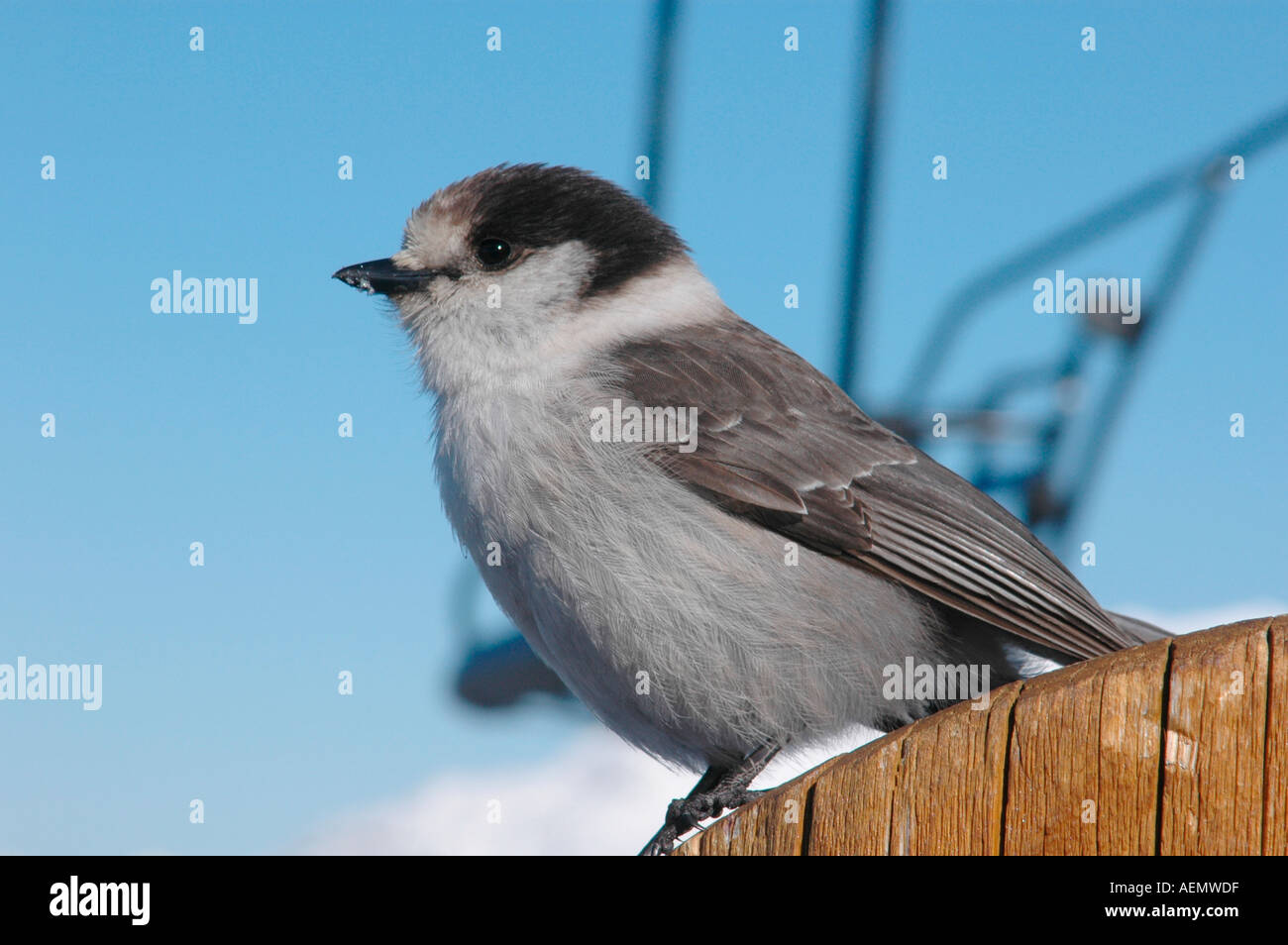 Grey jay hi-res stock photography and images - Alamy