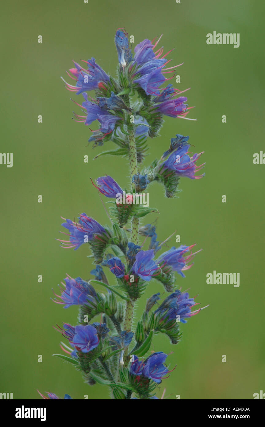 Flower spike of Viper s bugloss Stock Photo - Alamy