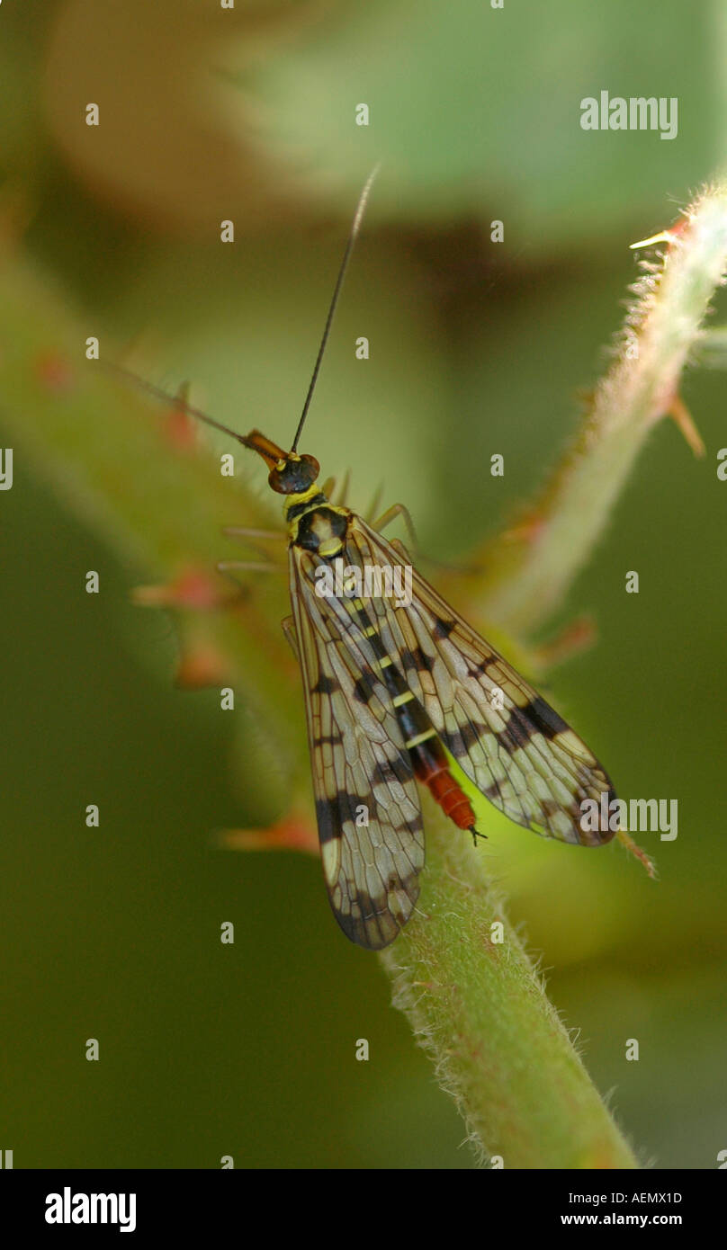Scorpion fly panorpa communis female hi-res stock photography and ...
