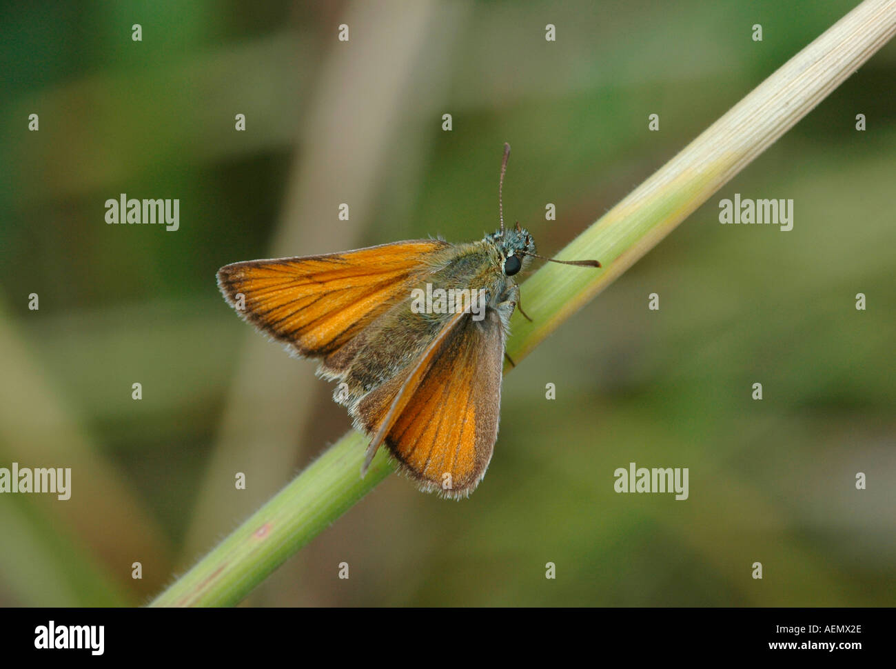 Small Skipper butterfly Stock Photo - Alamy