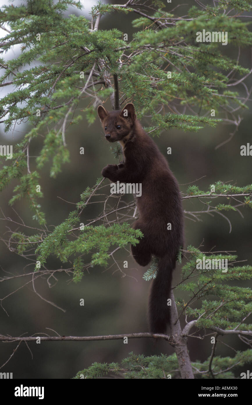pine marten Martes martes up a tree in the foothills of the Takshanuk ...