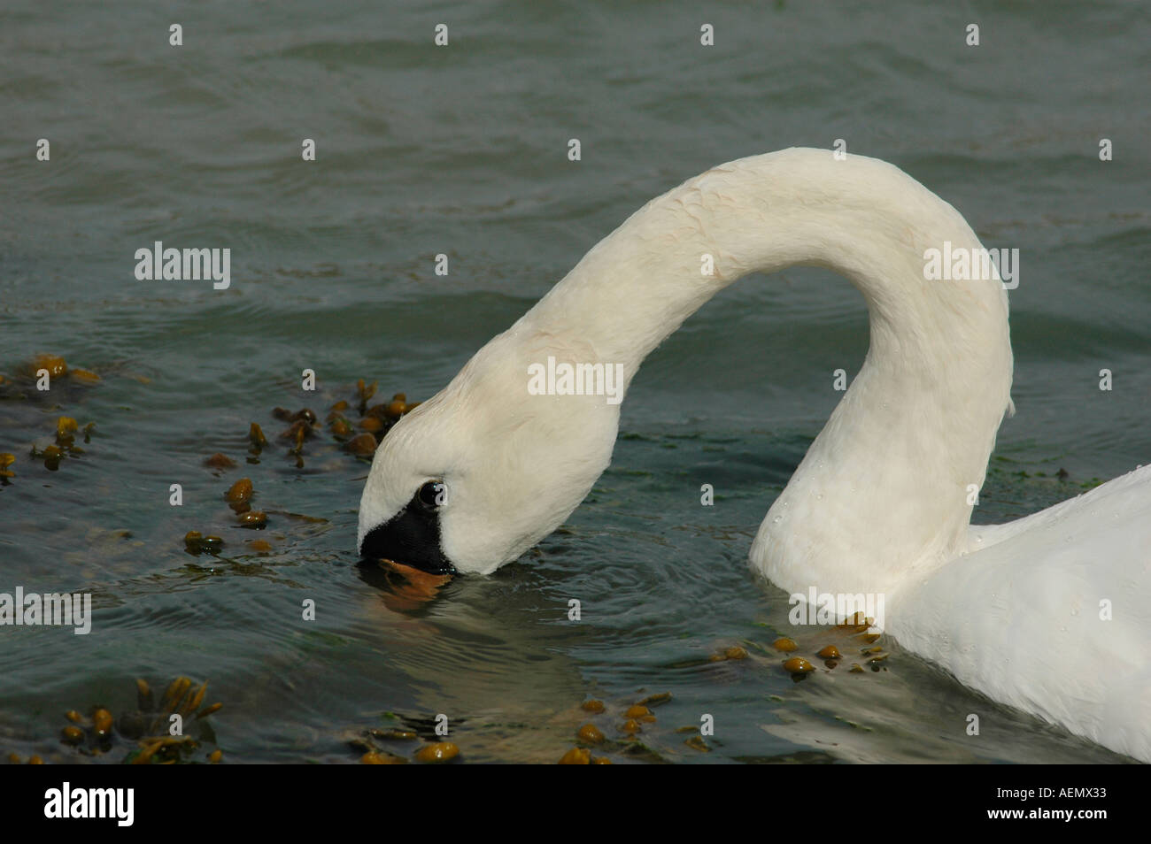 Mute swan feeding in seaweed Stock Photo - Alamy