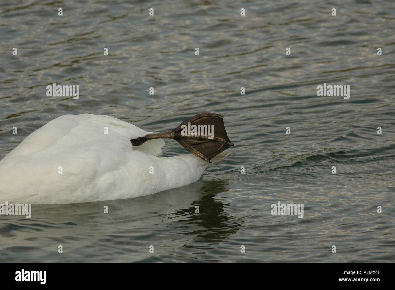 Swan s foot Stock Photo - Alamy