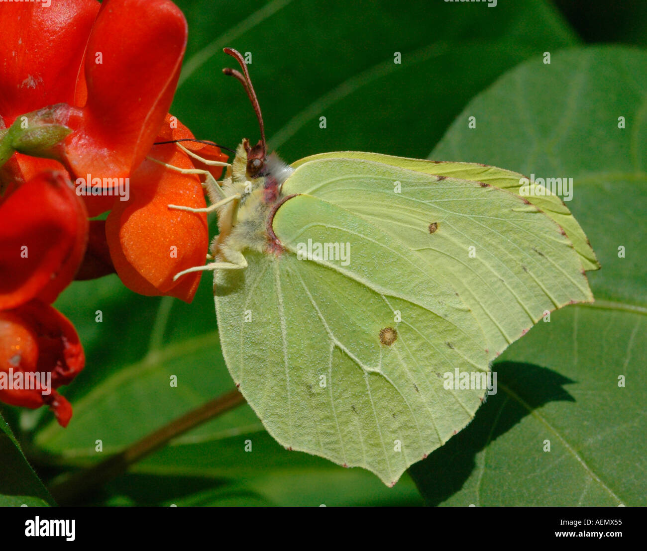 Male brimstone butterfly Stock Photo - Alamy
