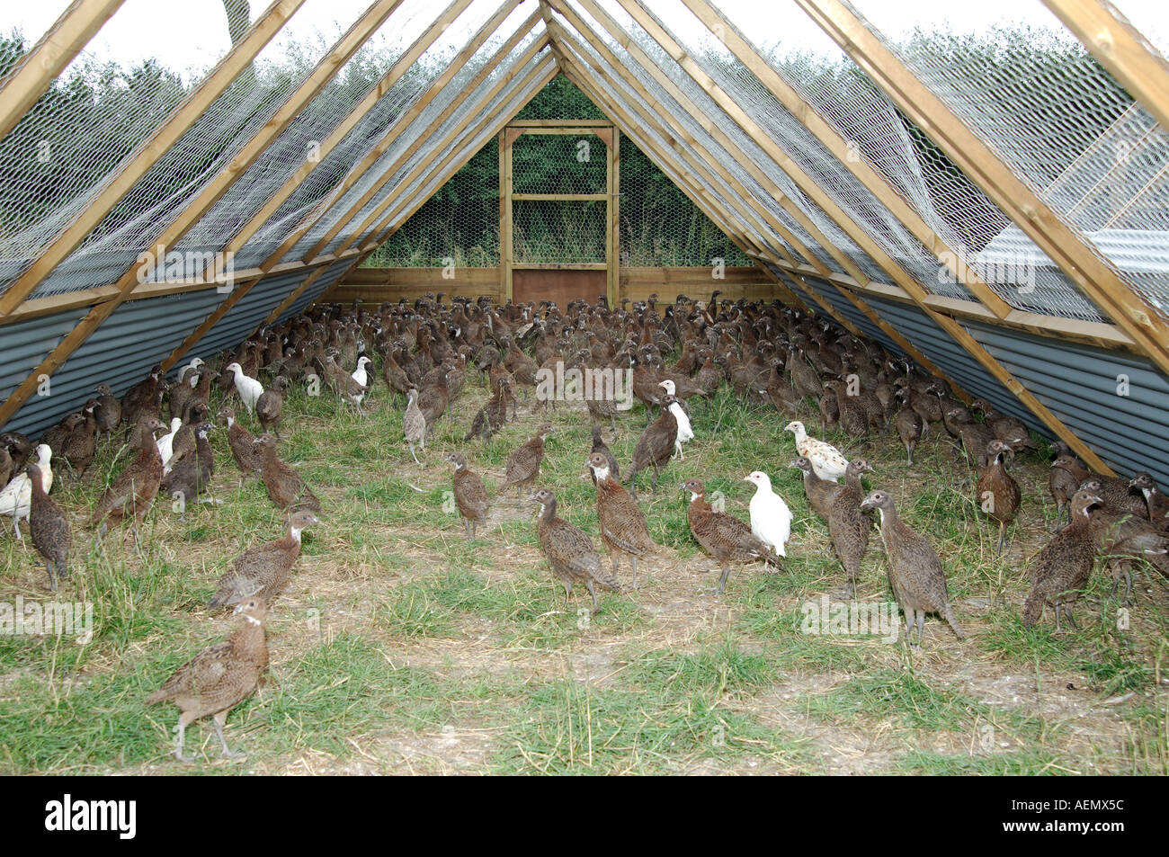 Young pheasants 8 weeks old inside breeding pen Stock Photo: 4479579 ...