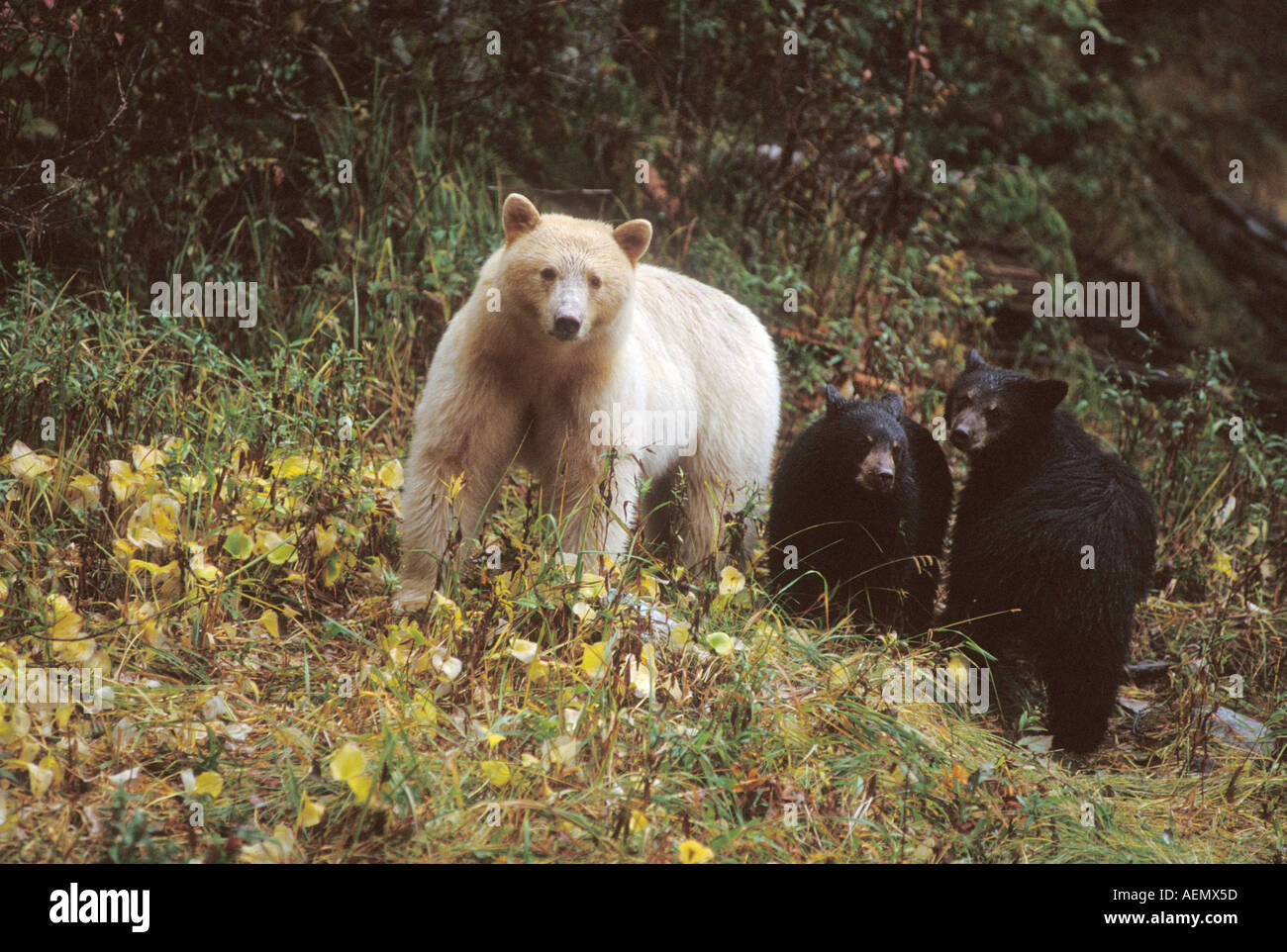 spirit bear kermode black bear Ursus americanus sow with cubs in the ...
