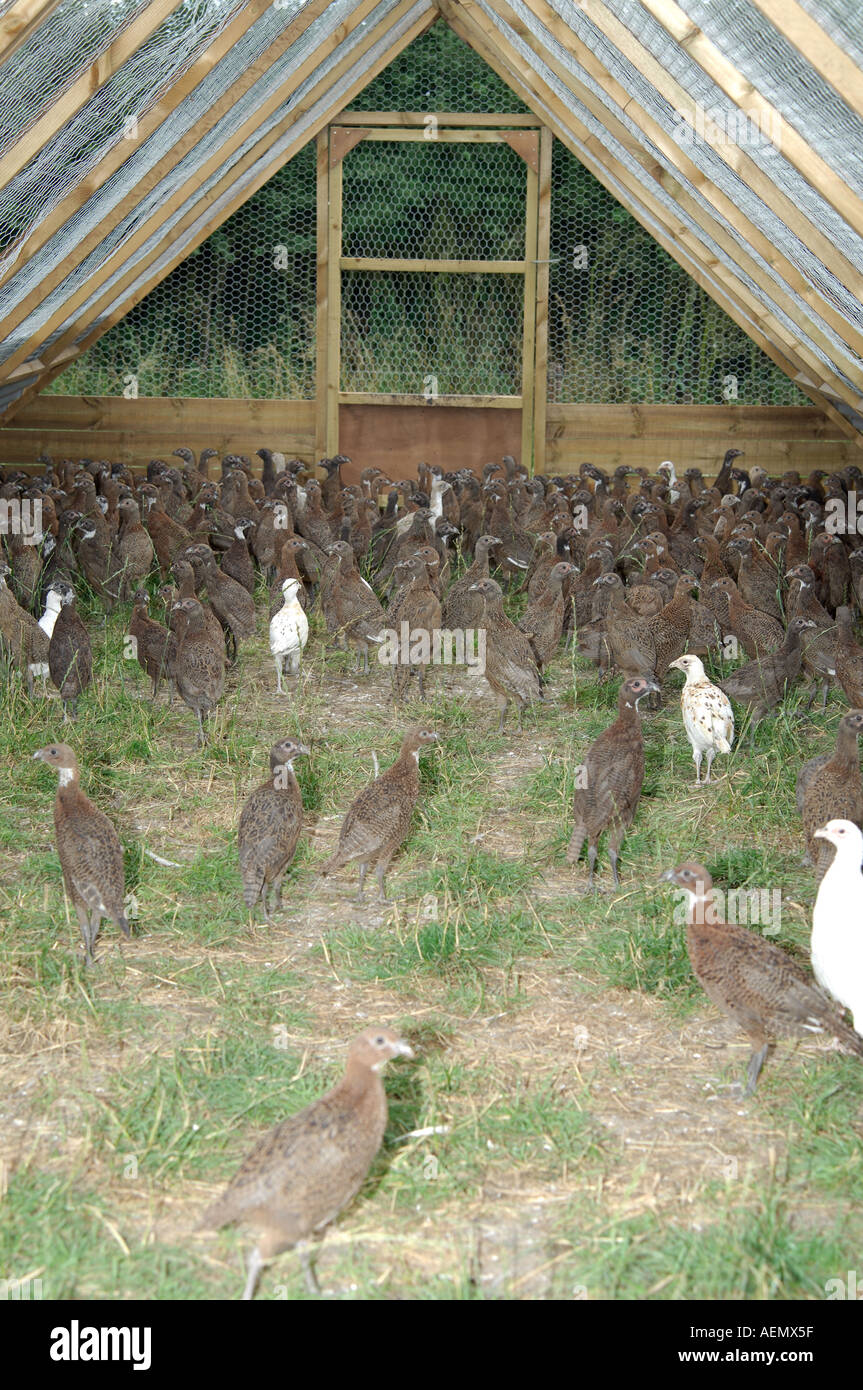 Partridge pen hi-res stock photography and images - Alamy