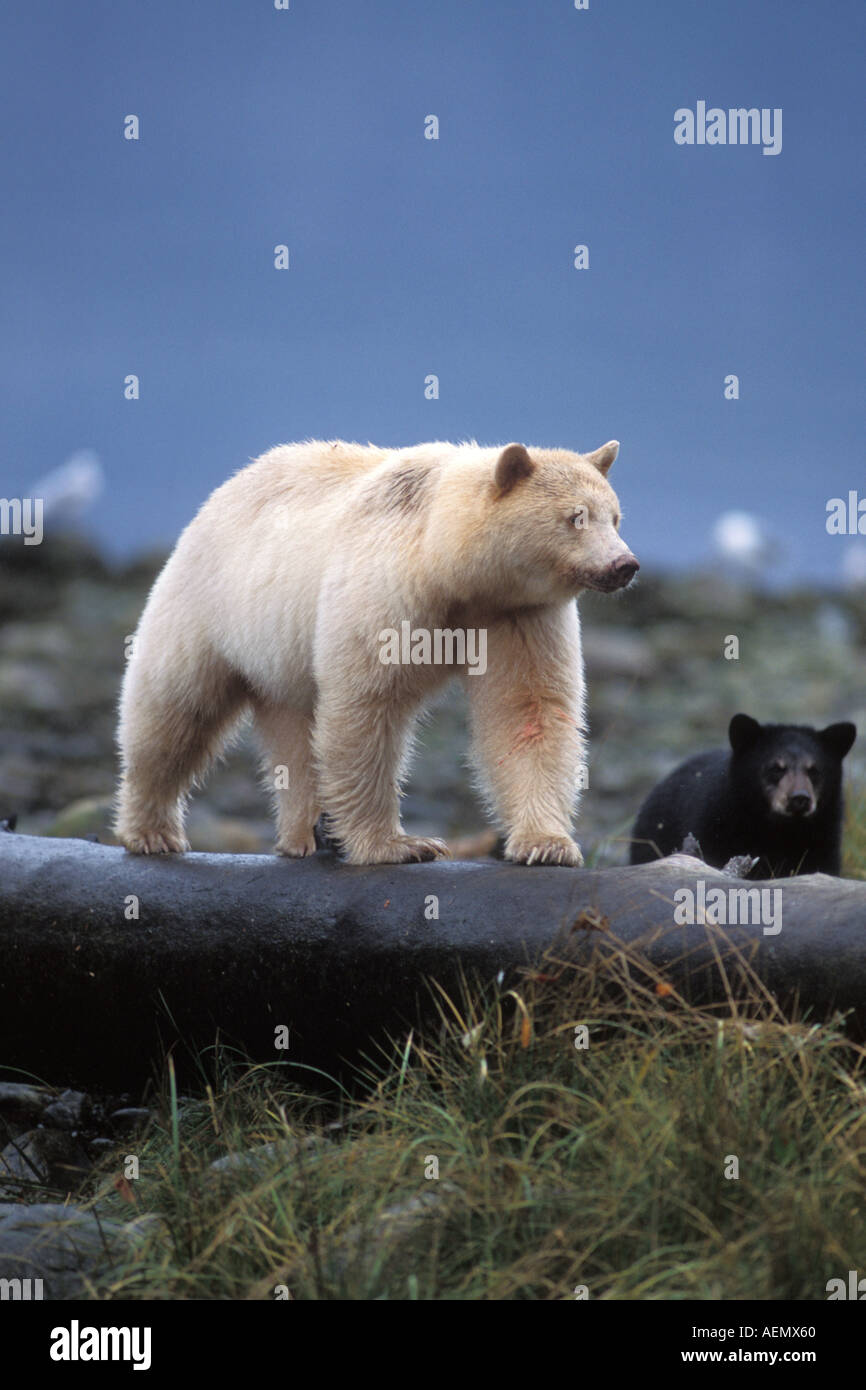 Spirit bear kermode black bear Ursus americanus sow with cub in the ...