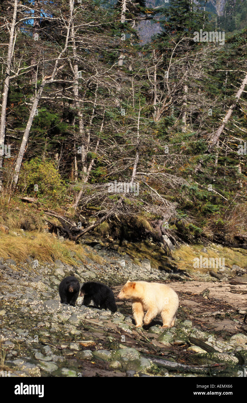 spirit bear kermode black bear Ursus americanus sow with cubs in the ...