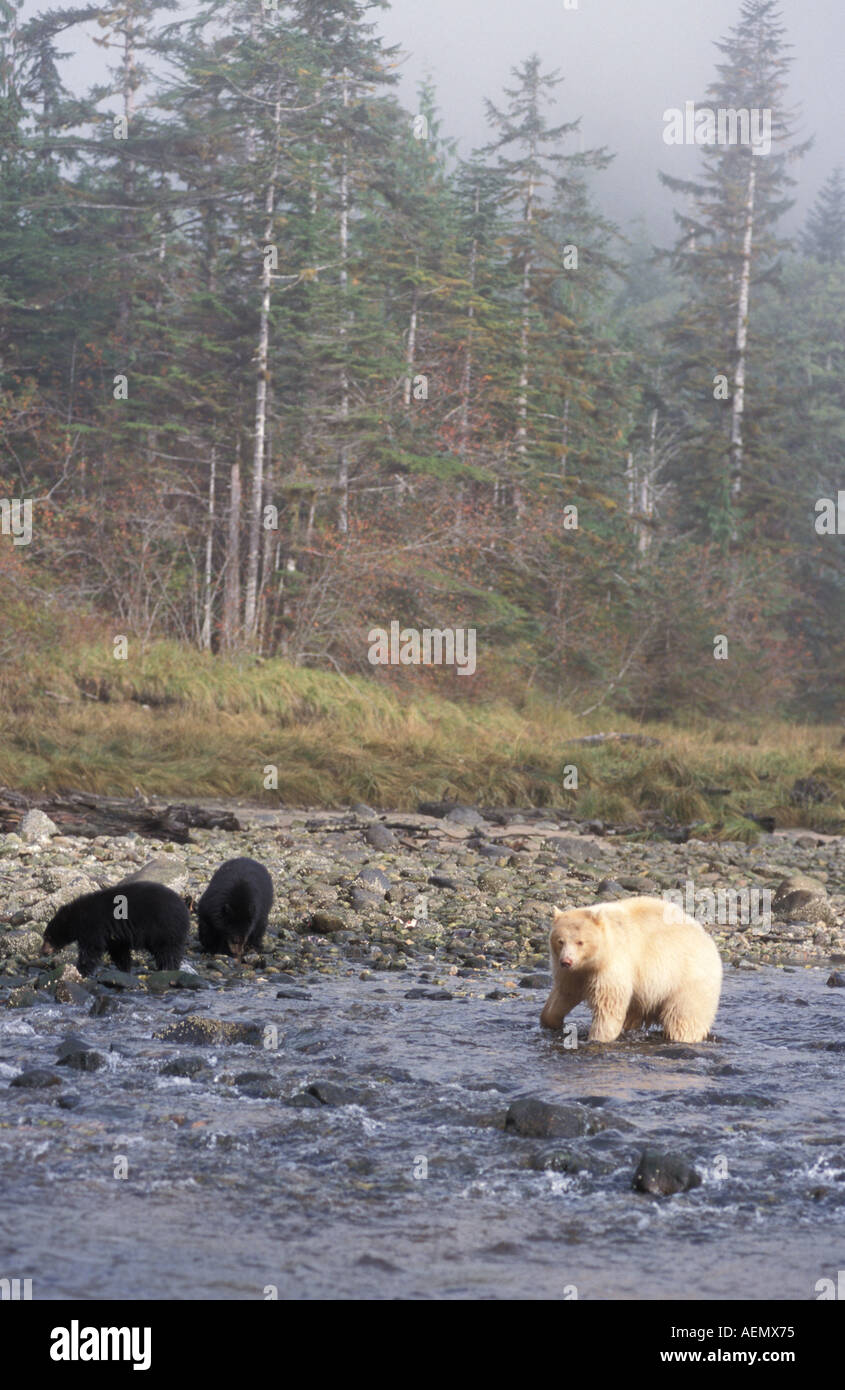 spirit bear kermode black bear Ursus americanus sow with cubs in the ...