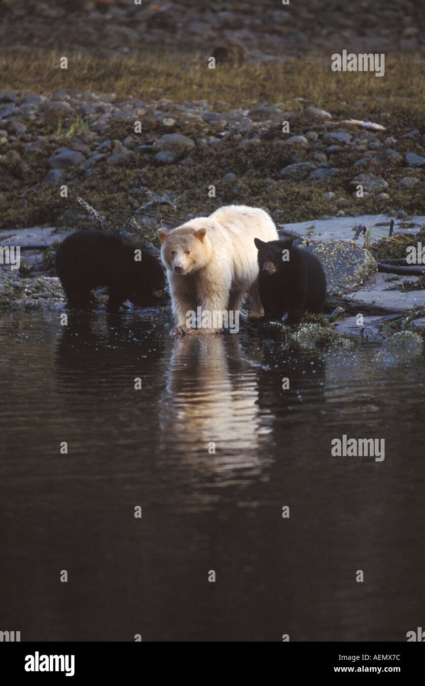 spirit bear kermode black bear Ursus americanus sow with cubs in the ...