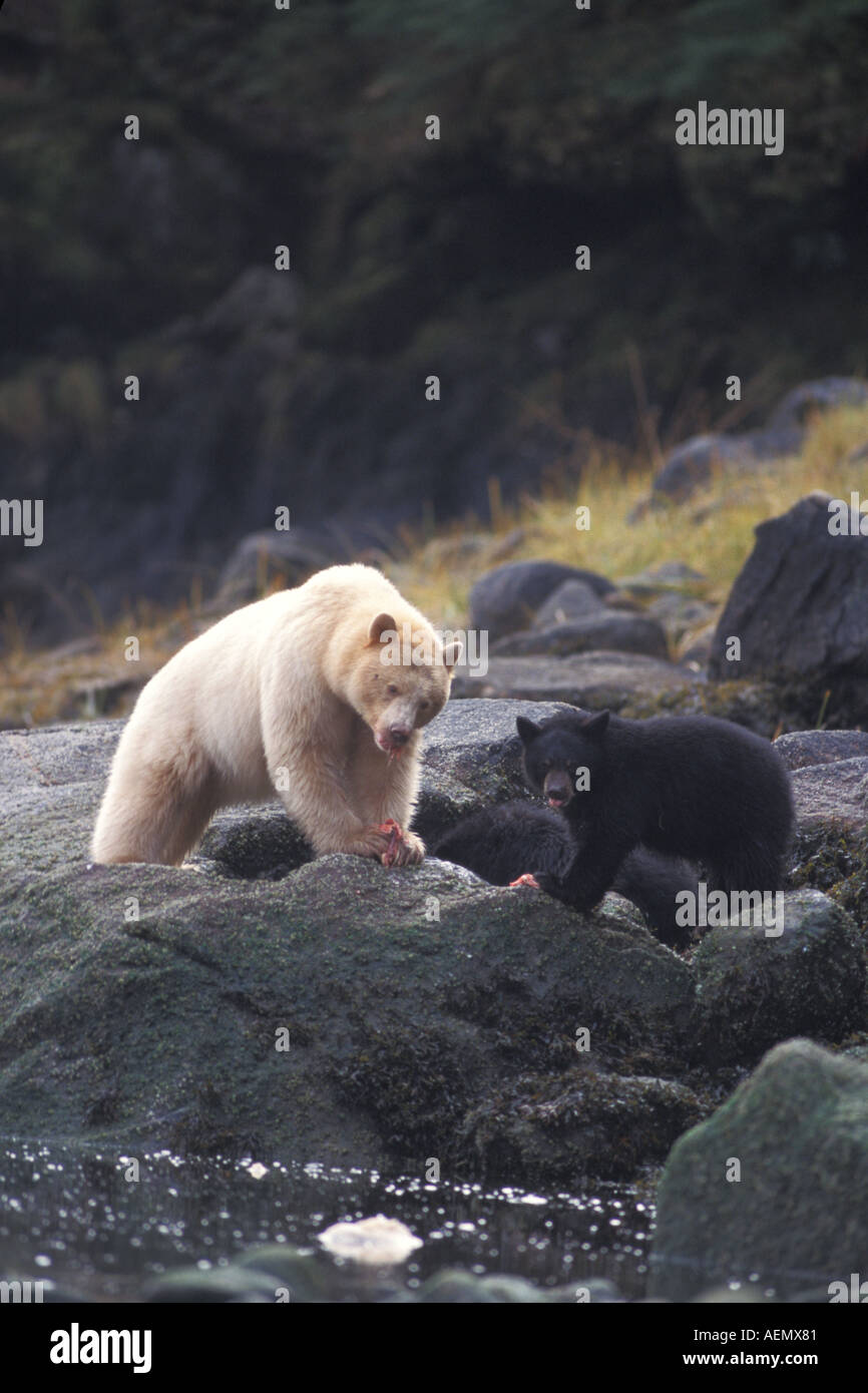 spirit bear kermode black bear Ursus americanus sow with cub eating ...