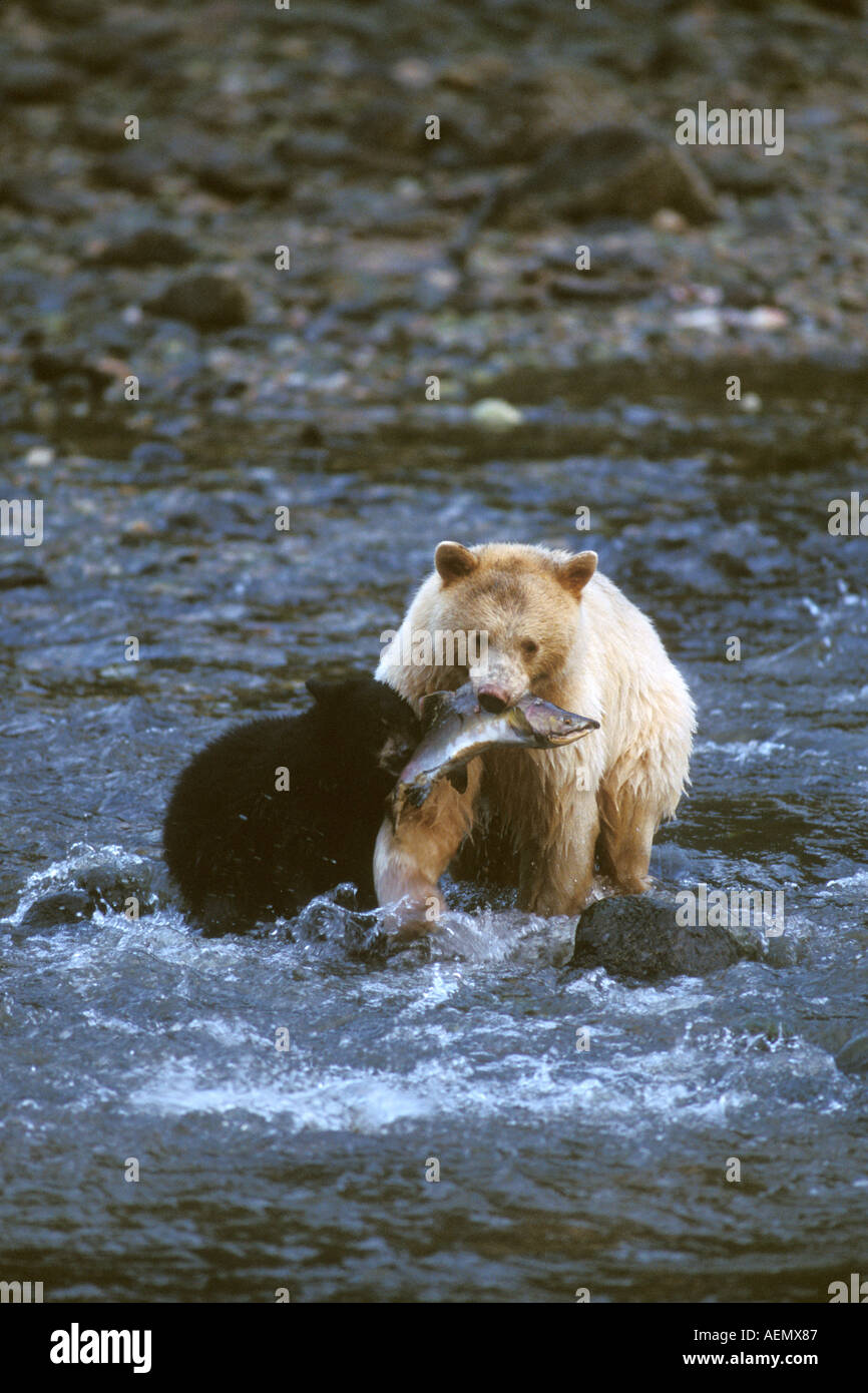 spirit bear kermode black bear Ursus americanus sow with cub catching ...