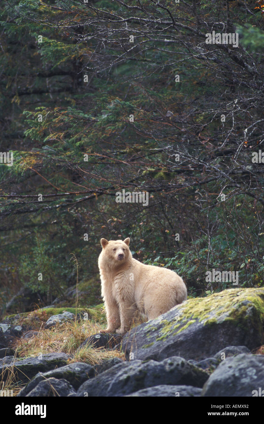 spirit bear kermode black bear Ursus americanus in the rainforest of ...