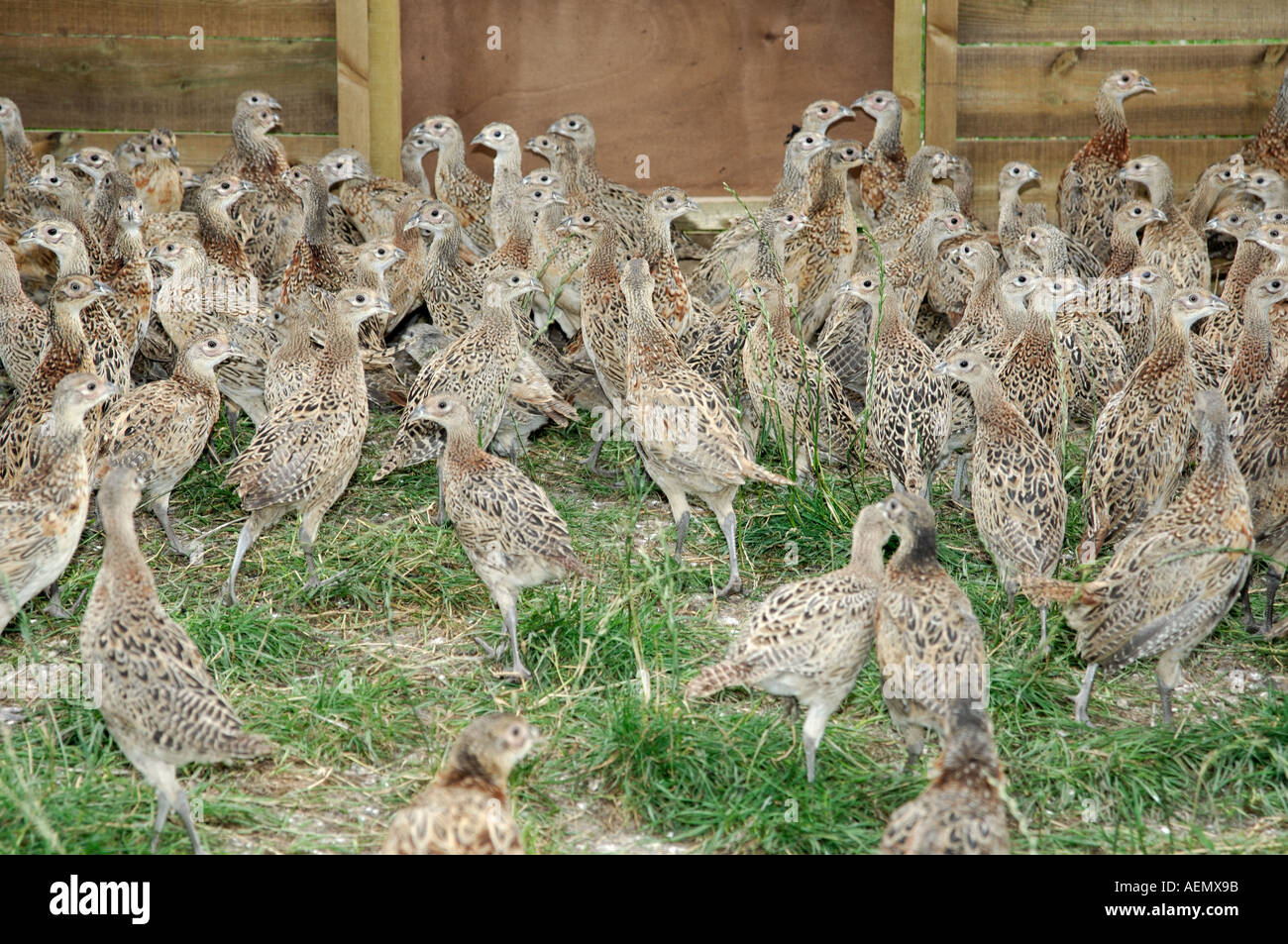 Young pheasants hi-res stock photography and images - Alamy