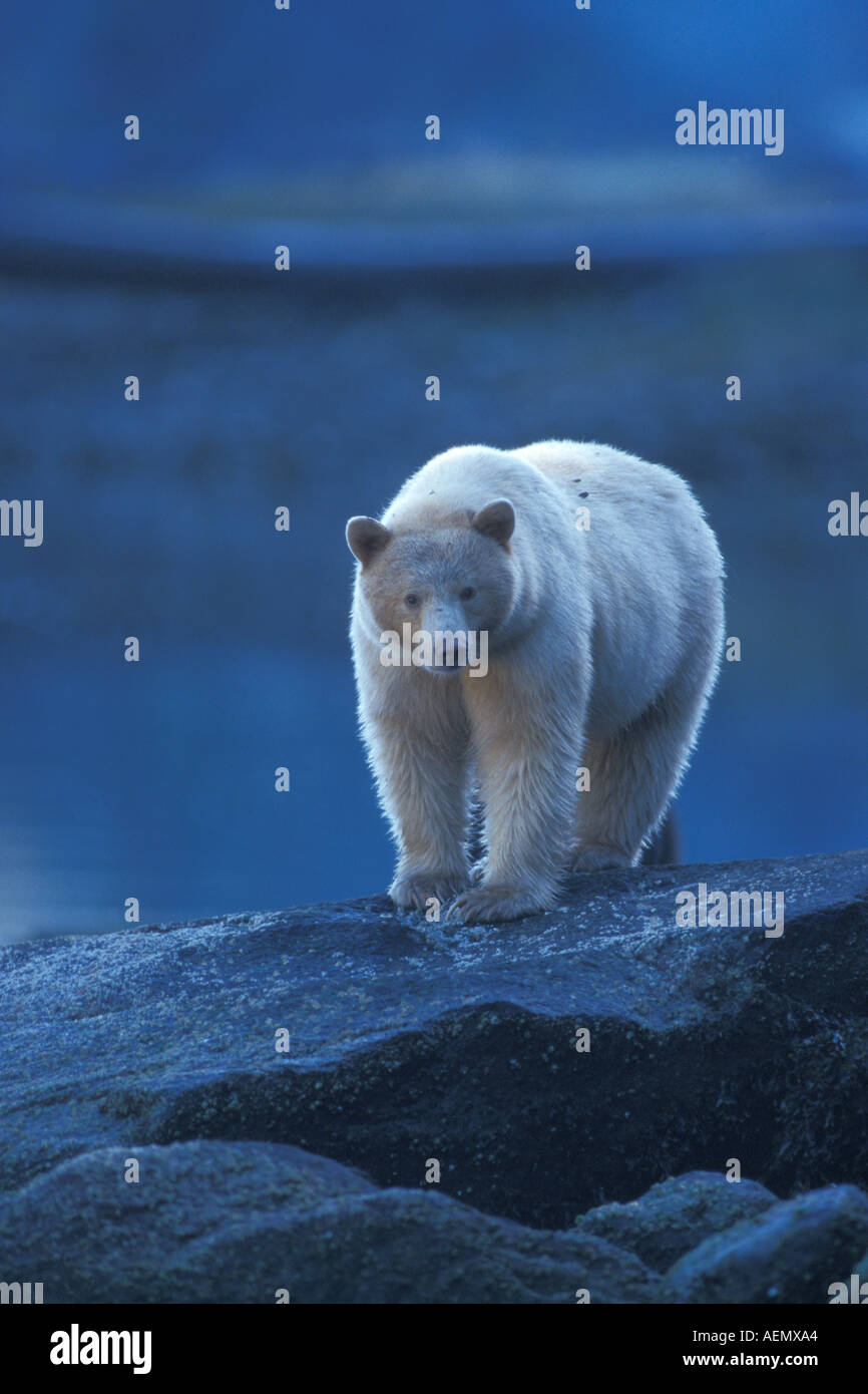 spirit bear kermode black bear Ursus americanus in the rainforest of ...