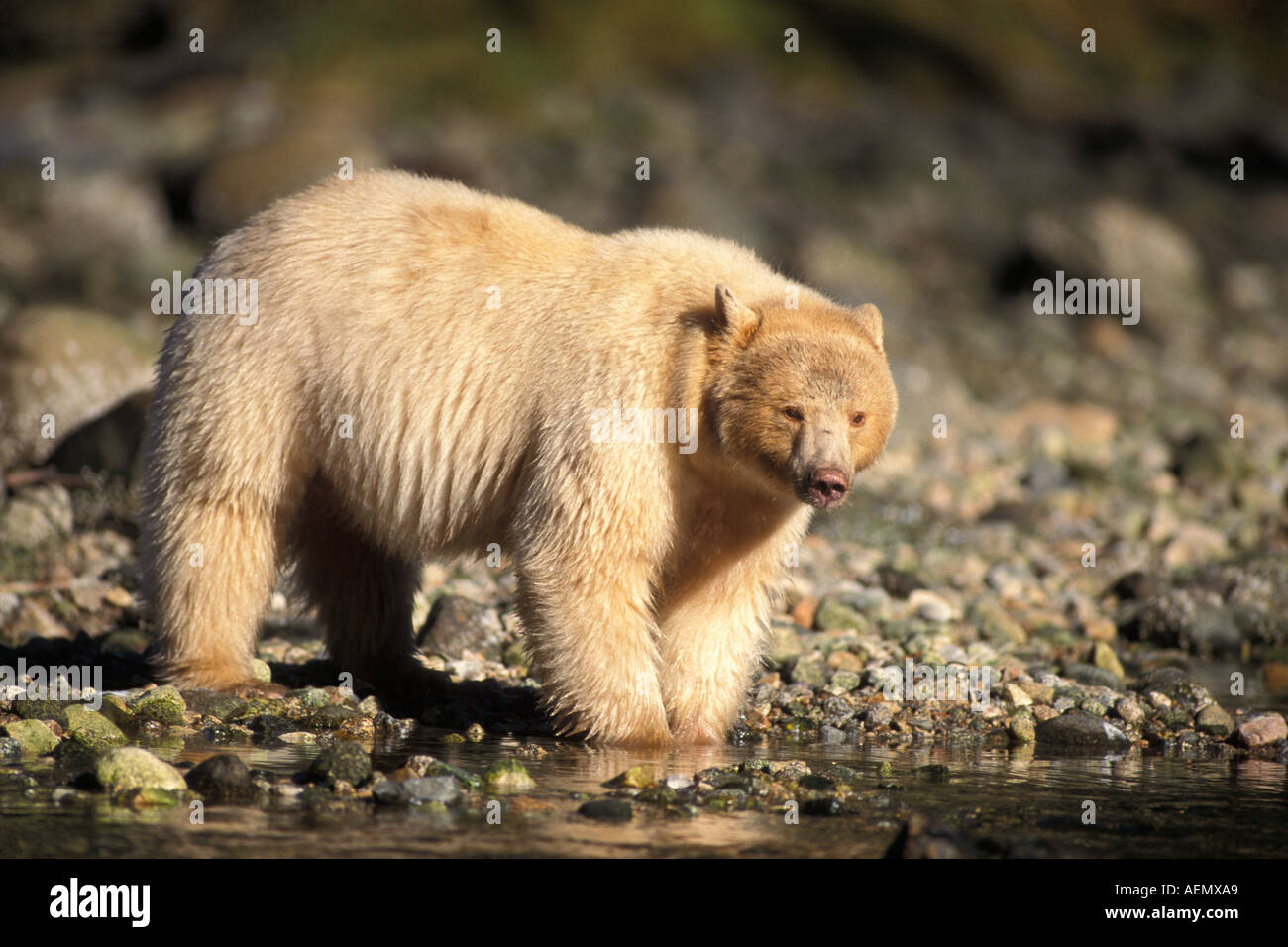 spirit bear kermode black bear Ursus americanus in the rainforest of ...