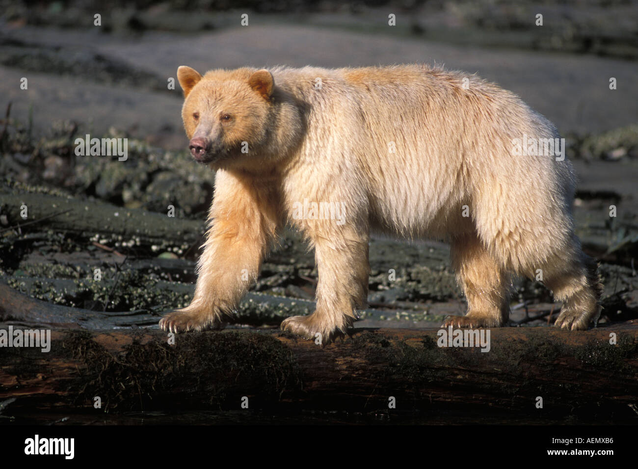 spirit bear kermode black bear Ursus americanus in the rainforest of ...