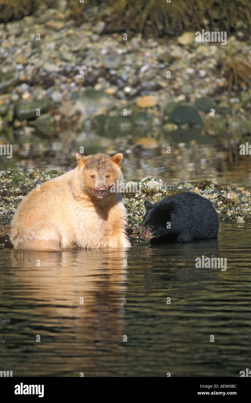 spirit bear kermode black bear Ursus americanus sow with cub fishing in ...