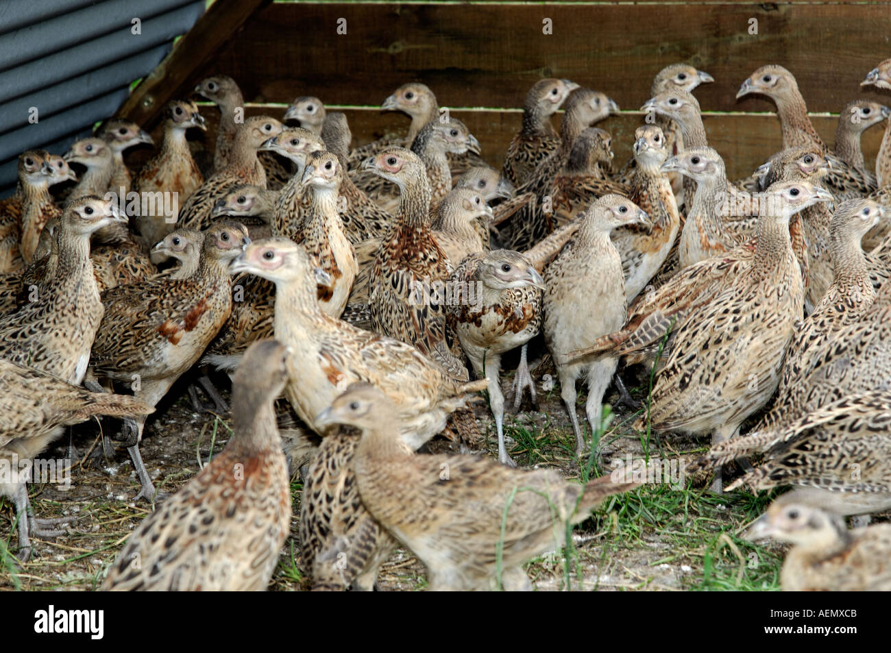 Young pheasants 8 weeks old inside breeding pen Stock Photo: 4479690 ...