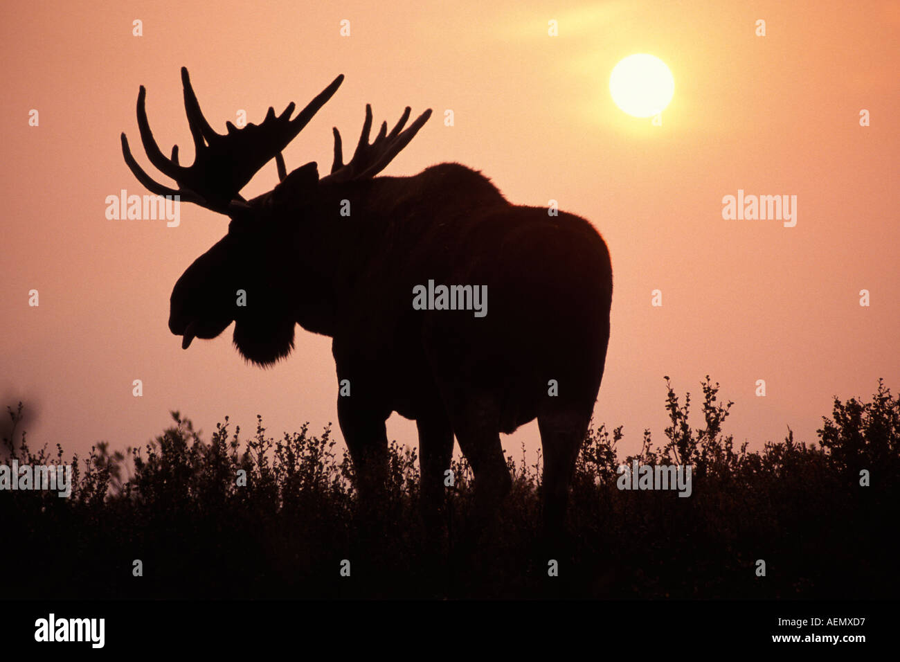 Alaskan bull moose profile hi-res stock photography and images - Alamy