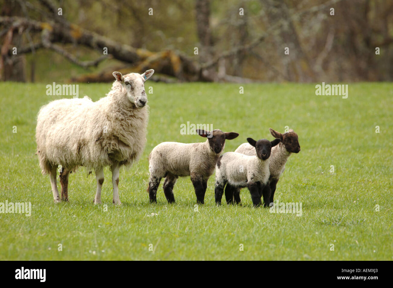 Sheep with triplets Stock Photo - Alamy