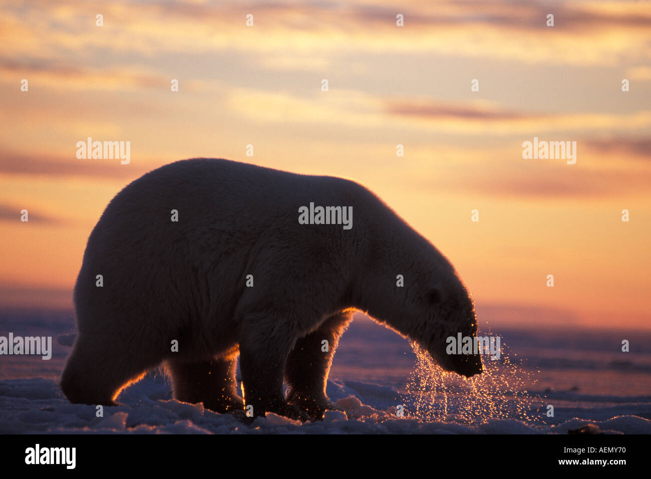 polar bear Ursus maritimus breaking a hole in the pack ice at sunset ...