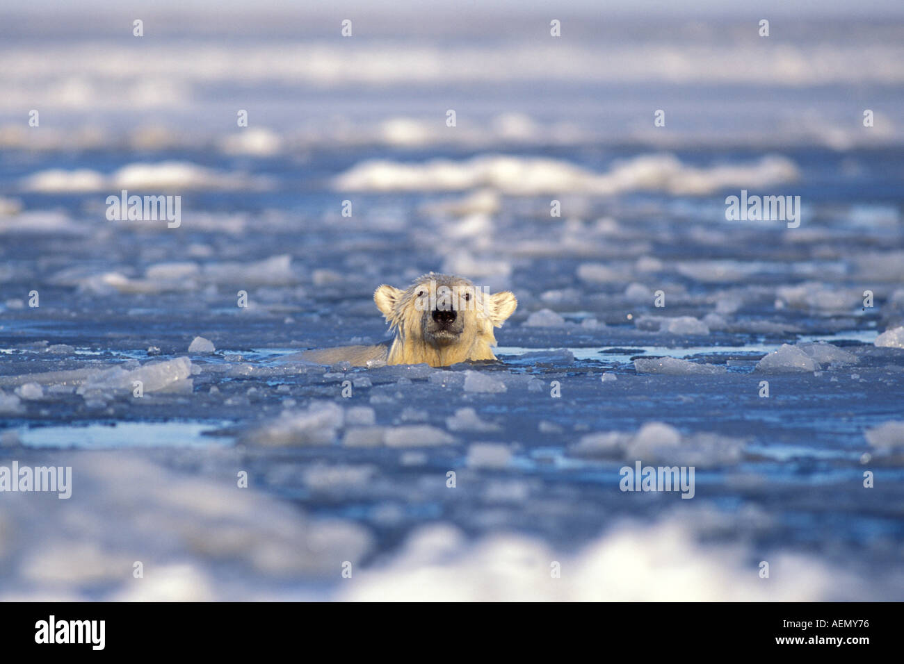 polar bear Ursus maritimus swimming through frozen leads in pack ice ...
