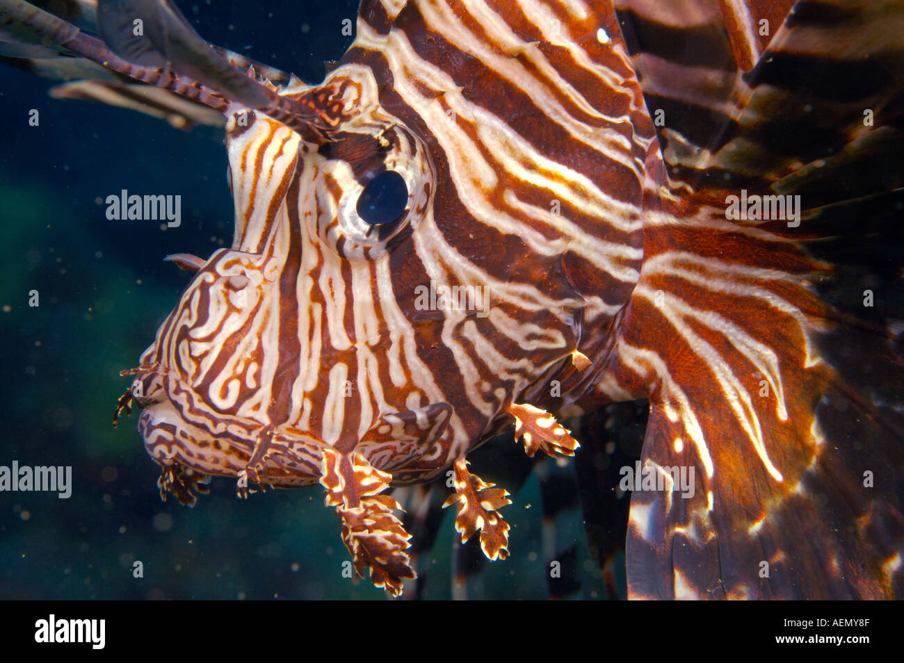 Red firefish Pterois volitans New Britain Island Papua New Guinea ...