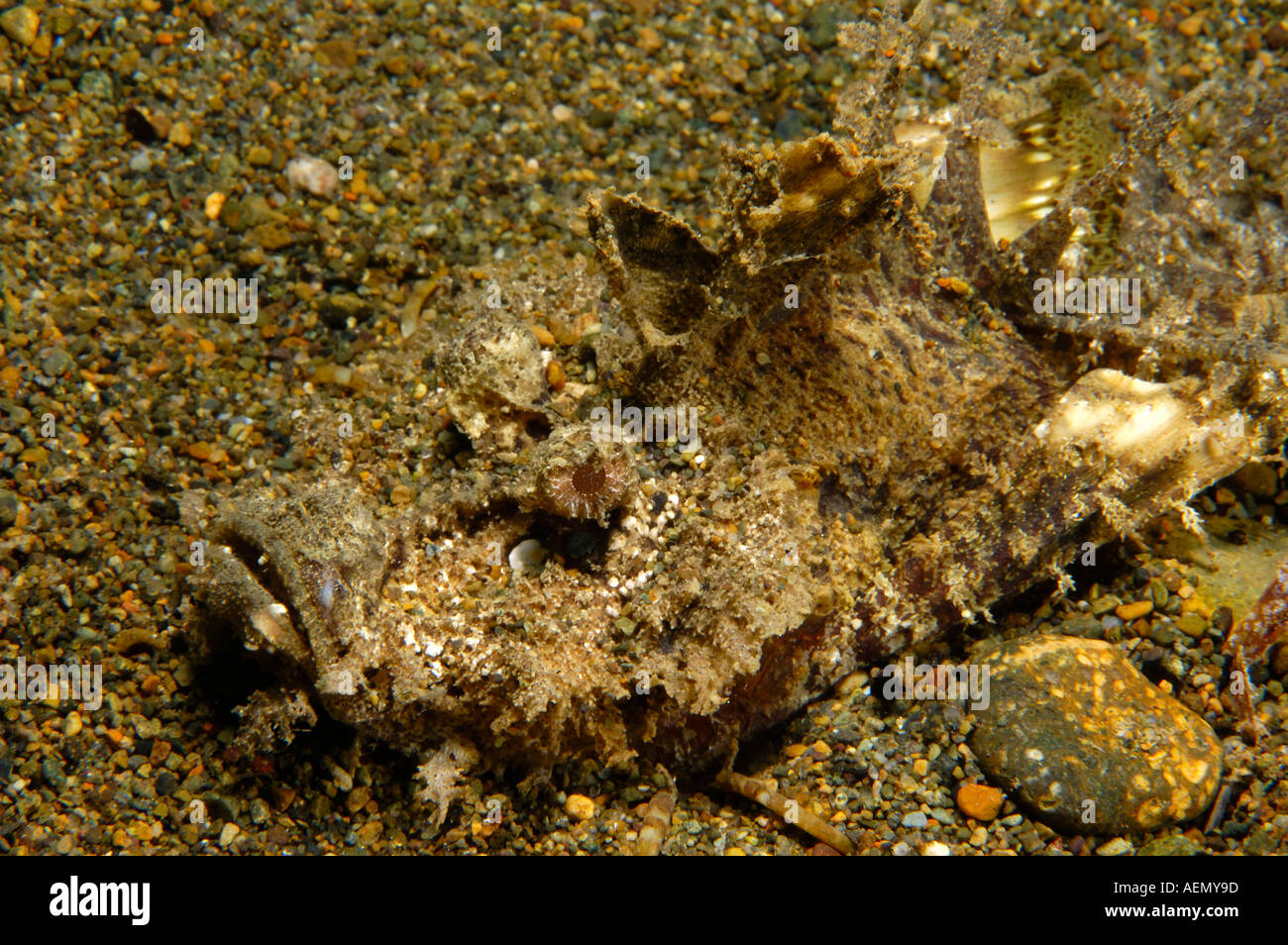 Ghoul fish hi-res stock photography and images - Alamy