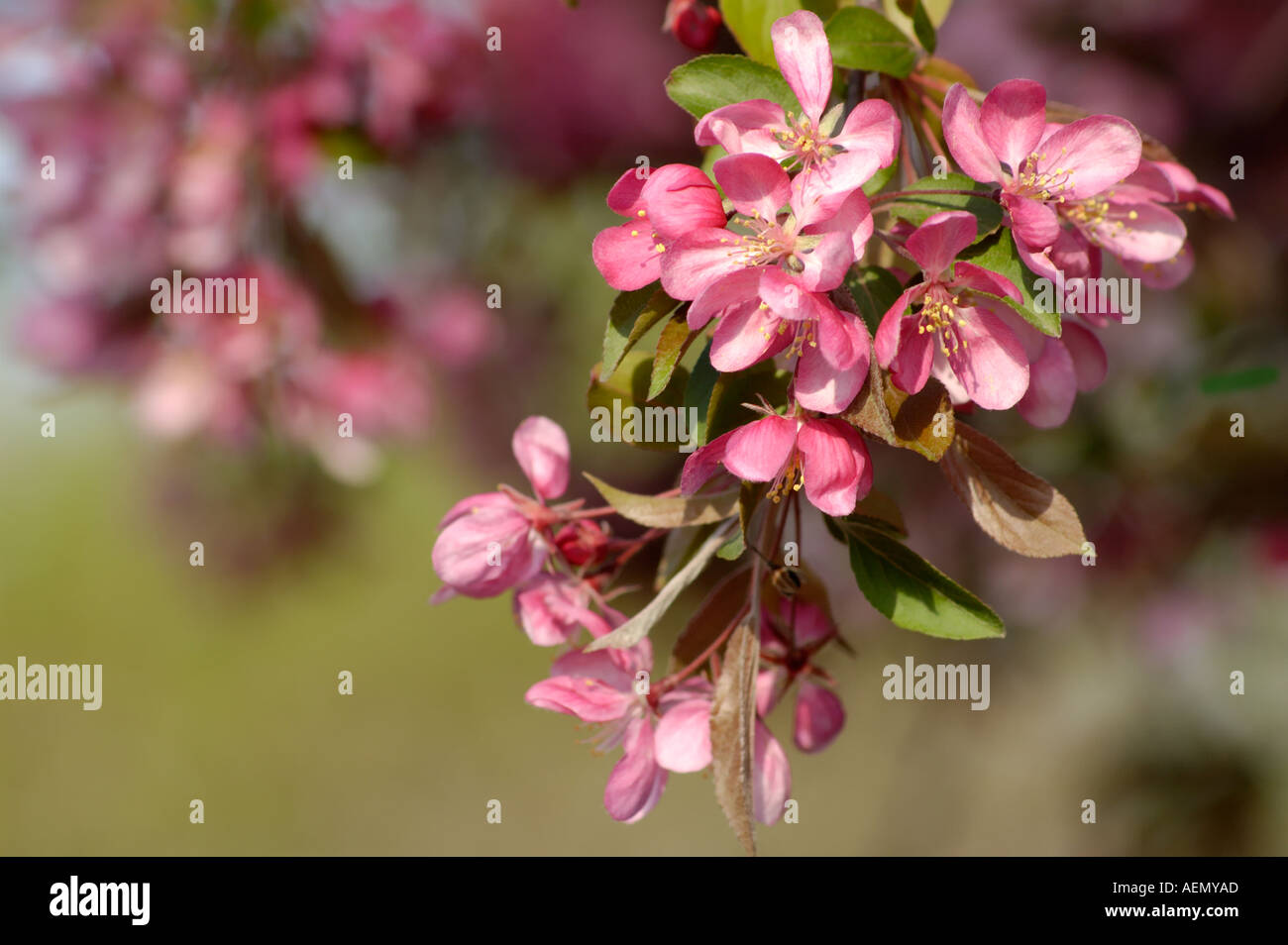 Pyrus coronaria hi-res stock photography and images - Alamy