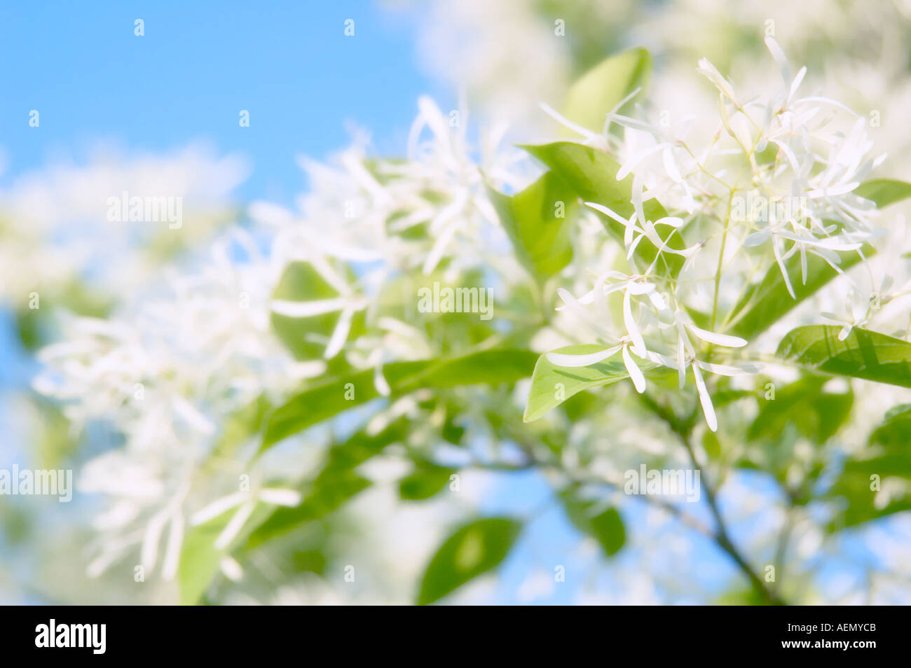 Fringe Tree in Bloom Stock Photo - Alamy