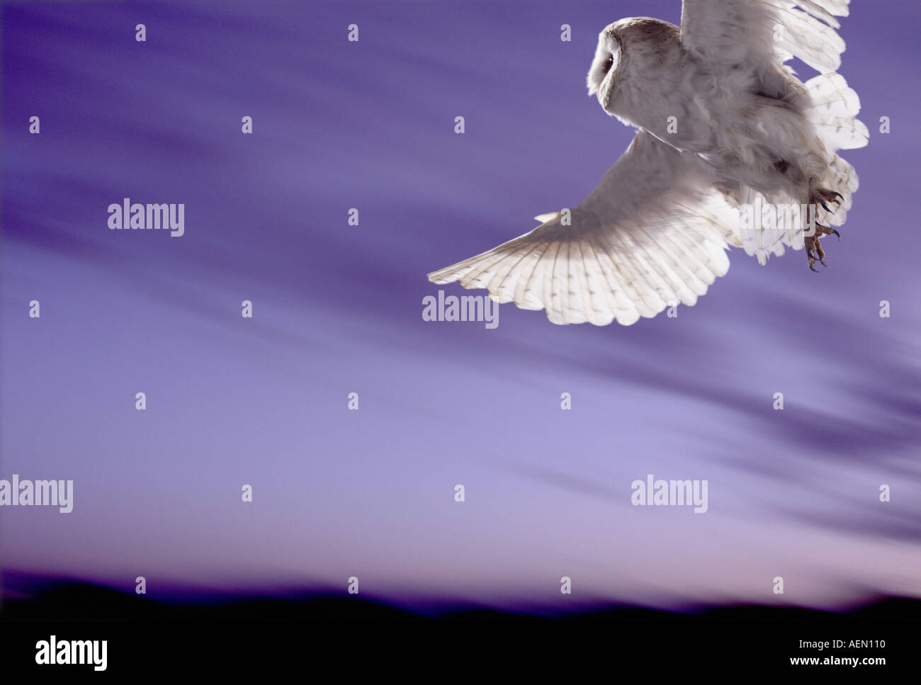 Aniaml hi-res stock photography and images - Alamy