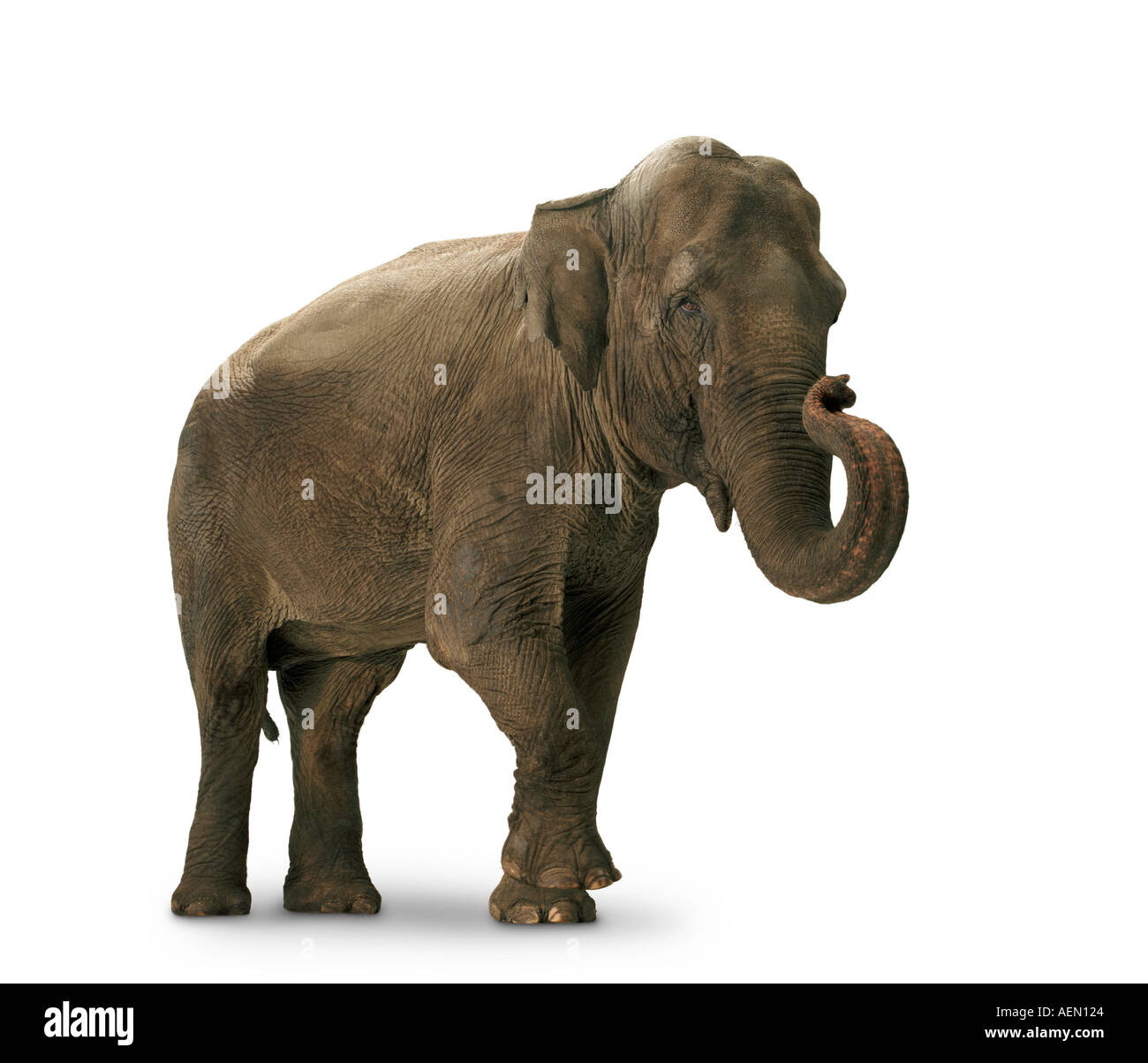 Concept elephant hi-res stock photography and images - Alamy