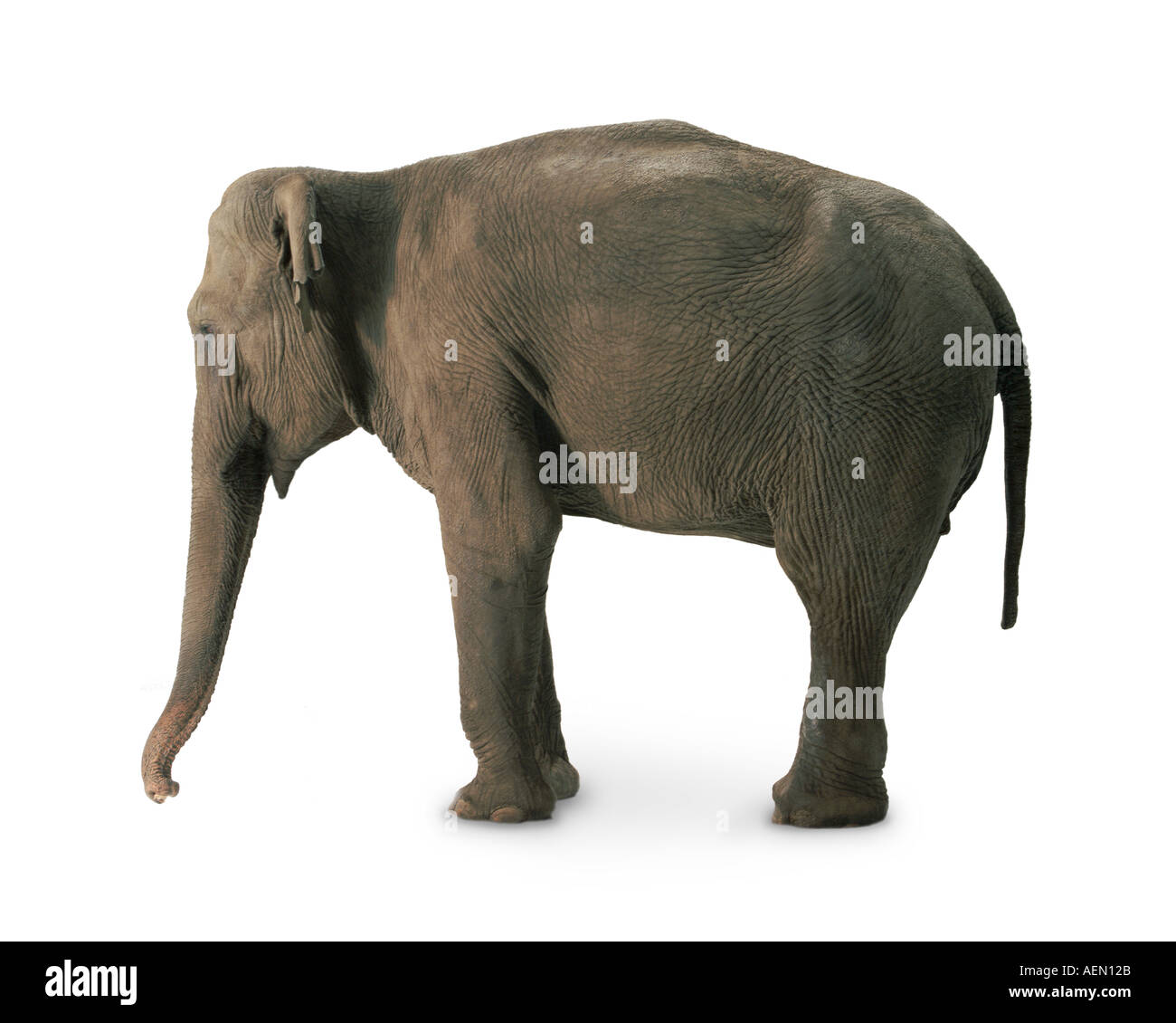 Side of elephant Cut Out Stock Images & Pictures - Alamy