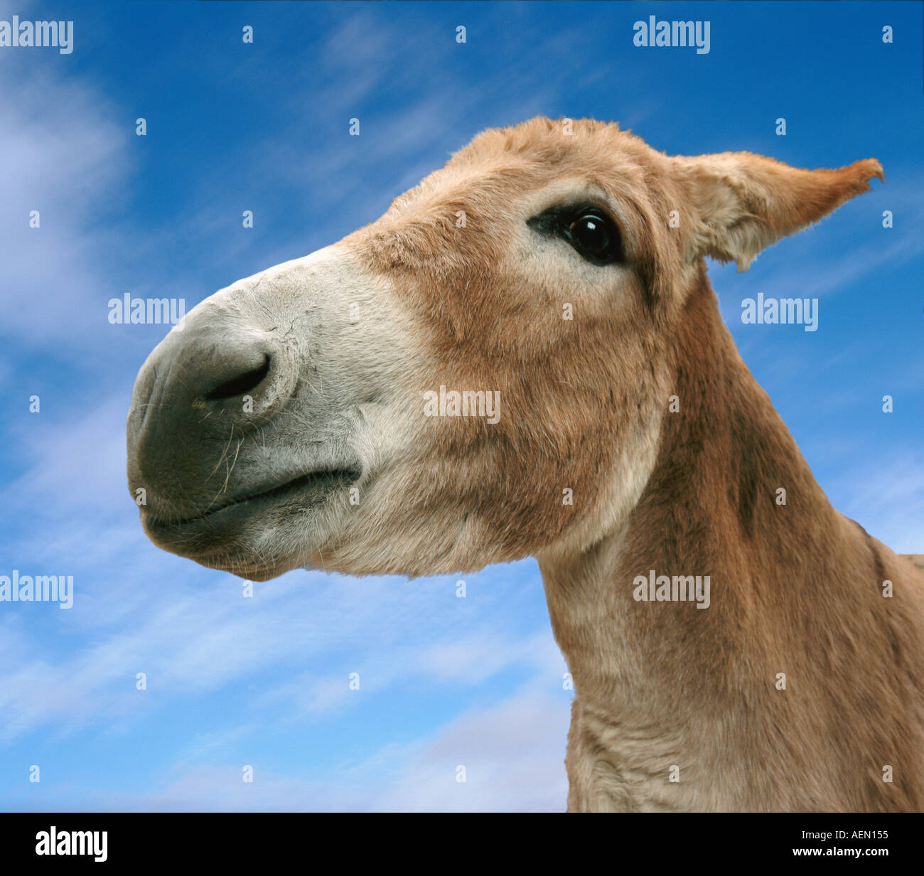 Stubborn donkey hi-res stock photography and images - Alamy