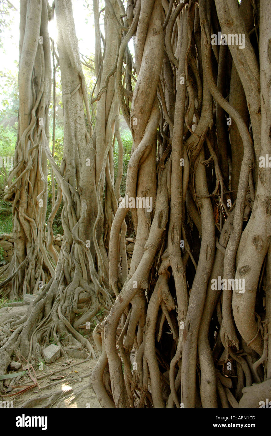 Banyan tree branches Stock Photo - Alamy