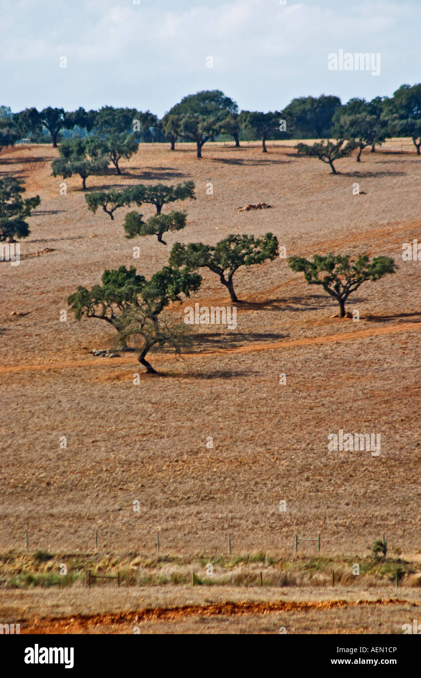 Dry, barren fields with oak trees. Herdade da Malhadinha Nova, Alentejo ...