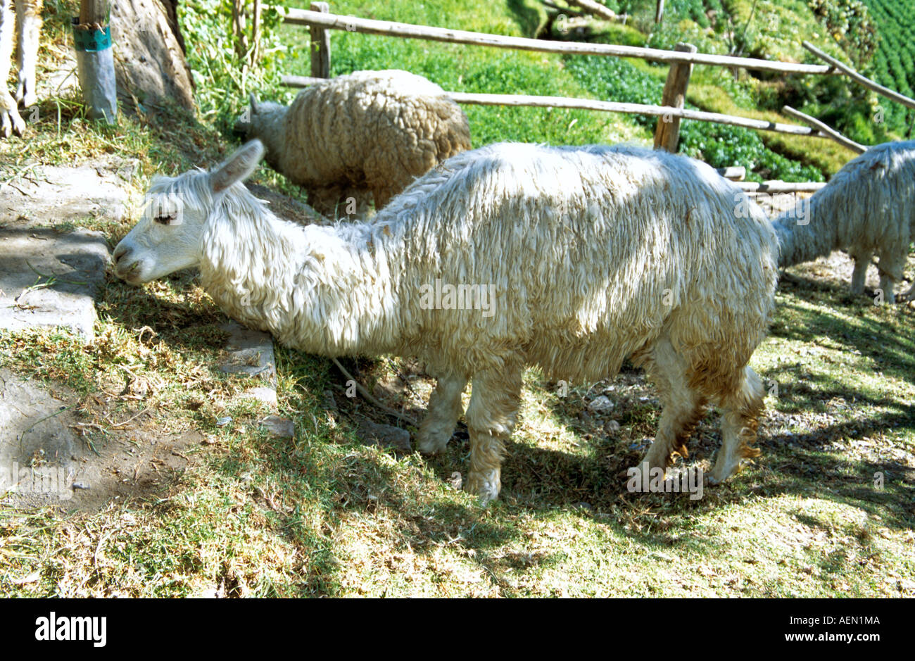 Alpaca grazing, near Arequipa, Peru Stock Photo - Alamy