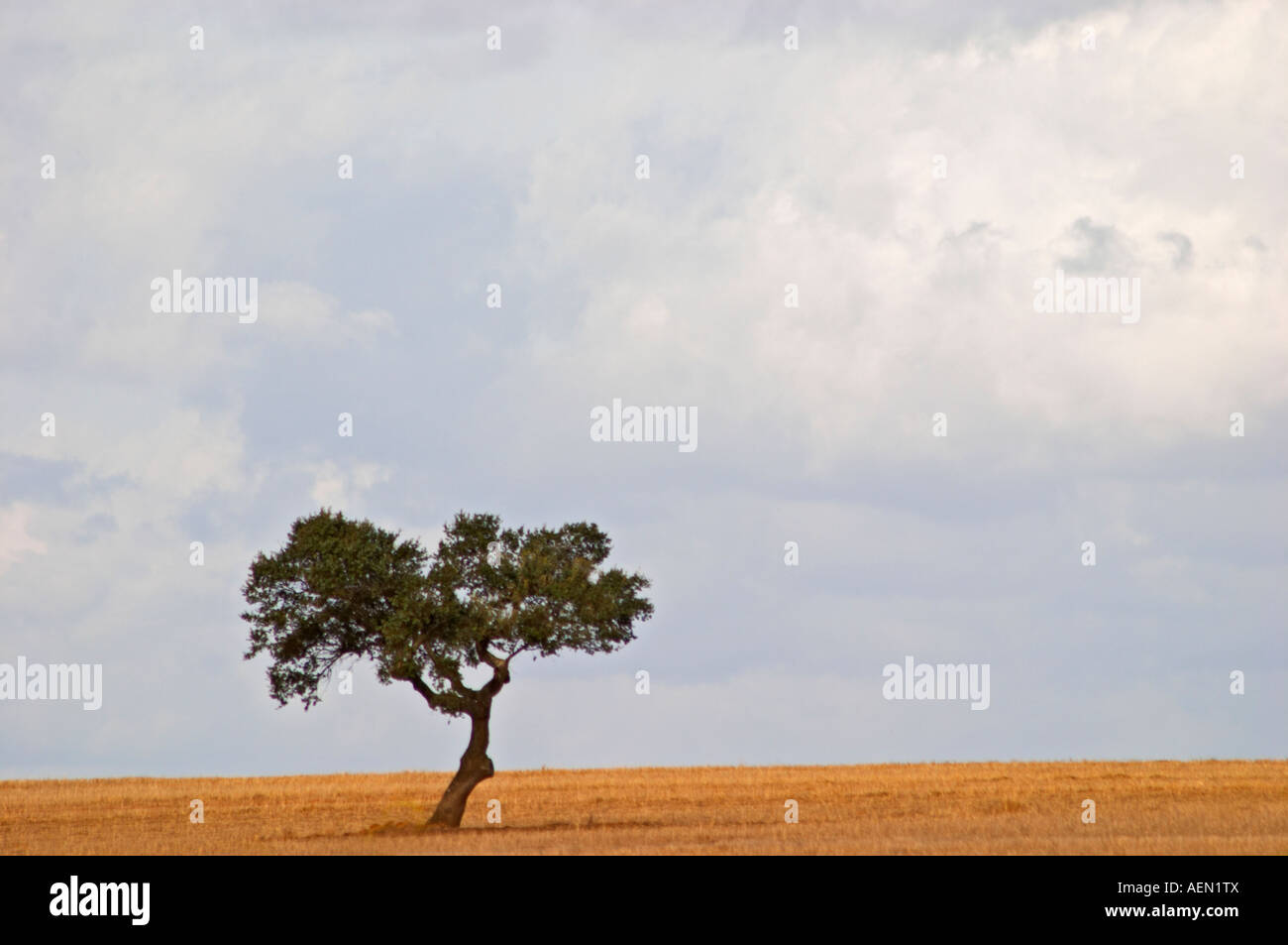 Dry, barren fields with oak trees. Herdade da Malhadinha Nova, Alentejo ...