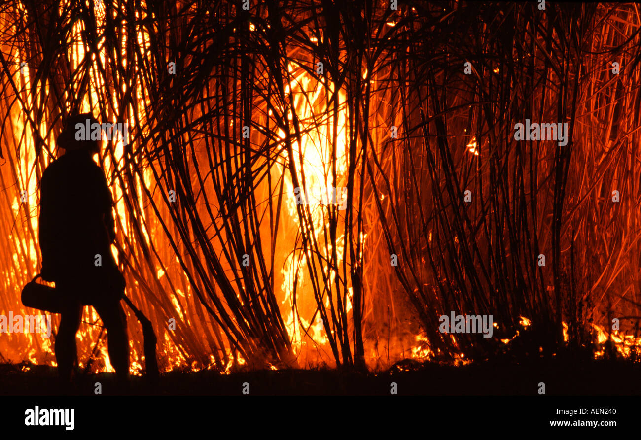 A cane farmer stands next to his burning field in Cairns, far north ...