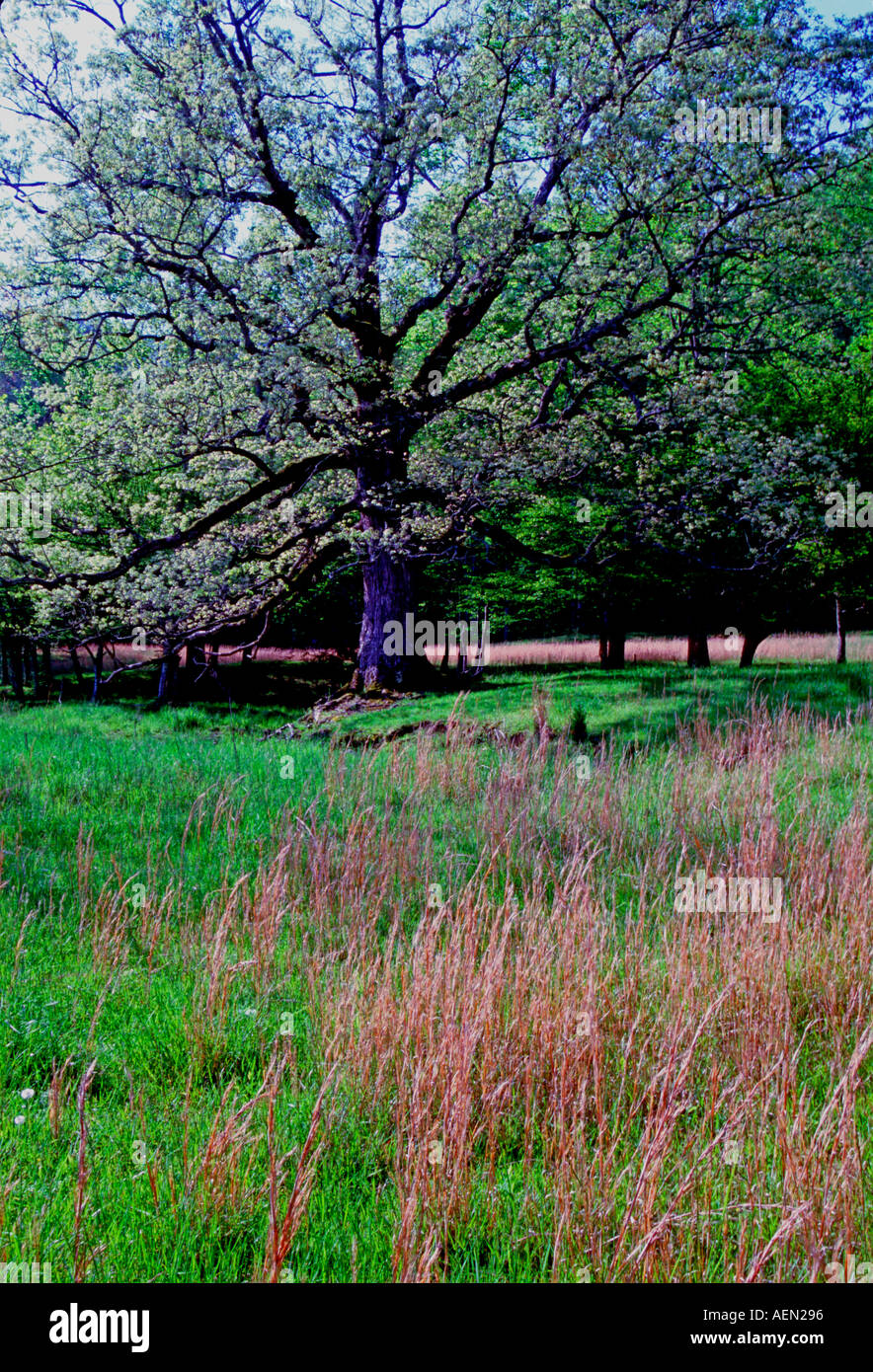 Tree Meadow Cades Cove Great Smoky Mountains National Park TN Stock ...
