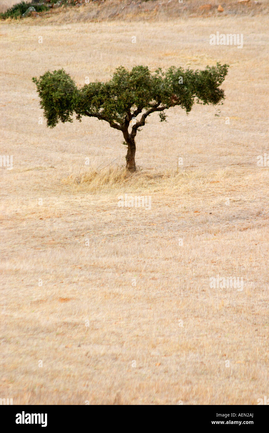 Dry barren fields oak trees hi-res stock photography and images - Alamy