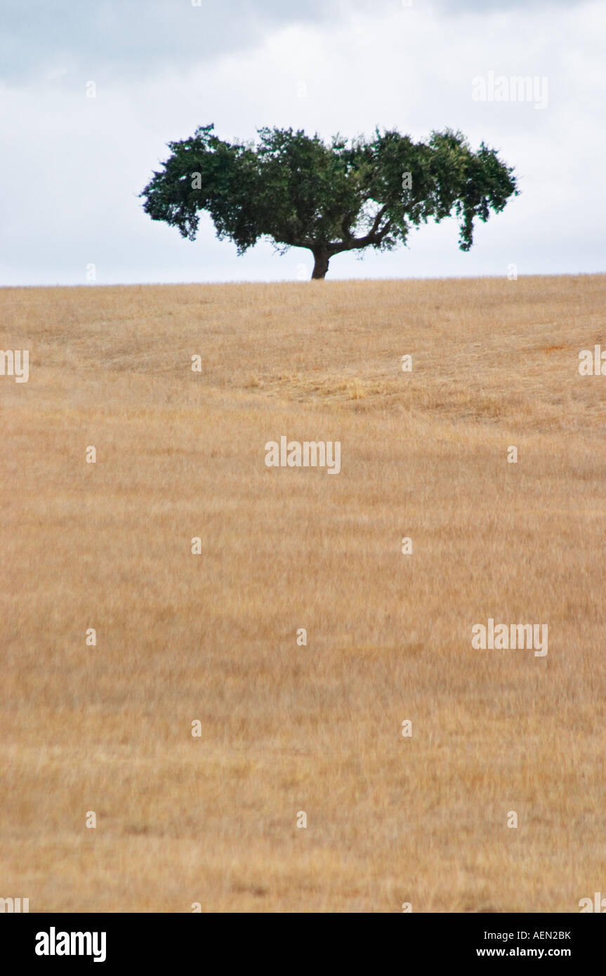 Dry barren fields oak trees hi-res stock photography and images - Alamy