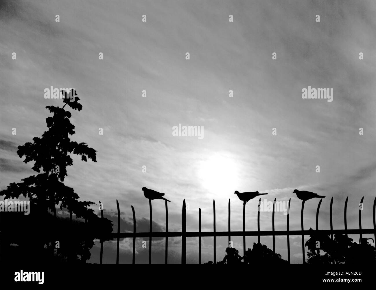 collared doves on rail Stock Photo - Alamy