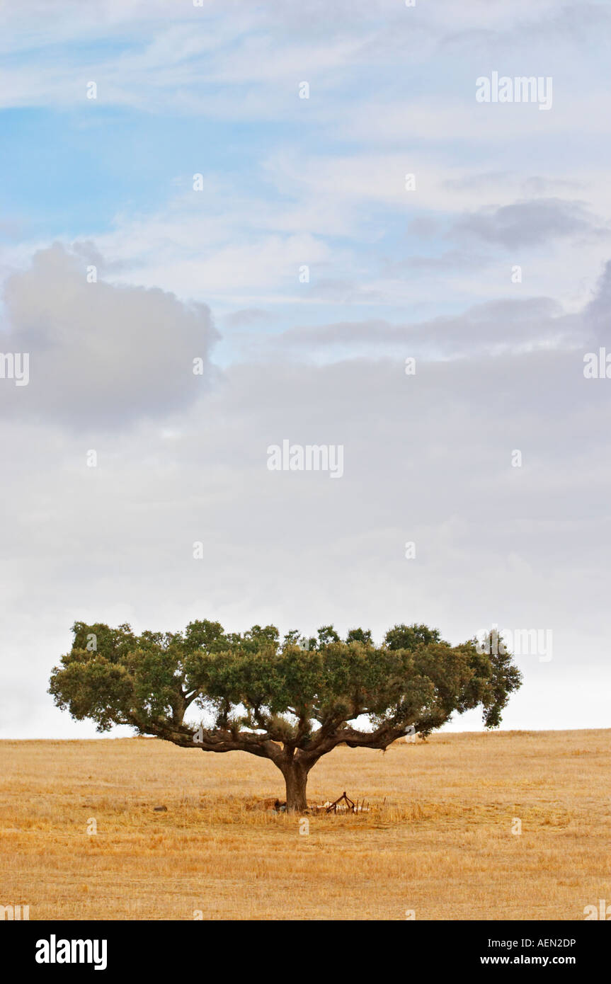 Dry, barren fields with oak trees. Herdade da Malhadinha Nova, Alentejo ...