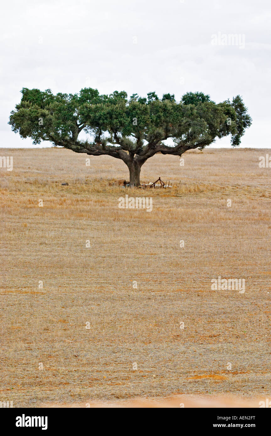 Dry, barren fields with oak trees. Herdade da Malhadinha Nova, Alentejo ...