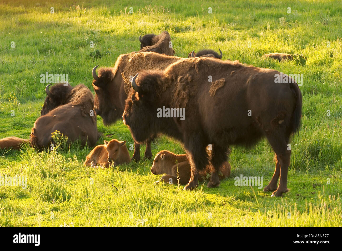 Buffalo calf birth hi-res stock photography and images - Alamy